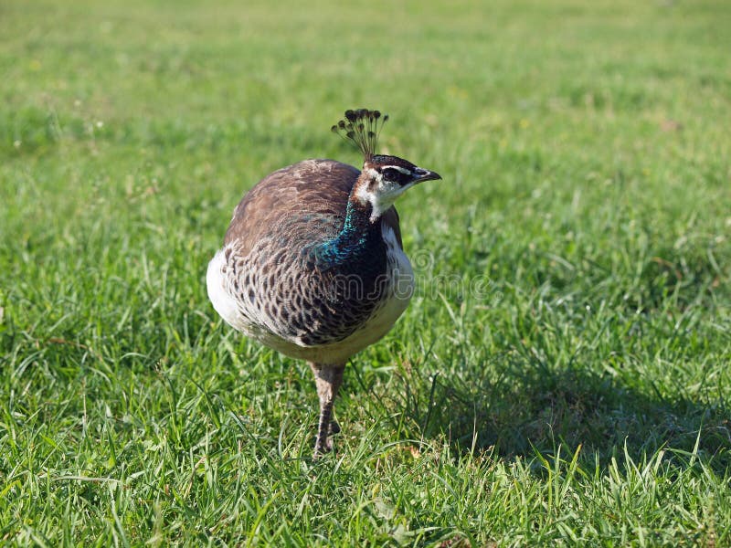 Pavoa em um gramado verde imagem de stock. Imagem de pastar - 73003763