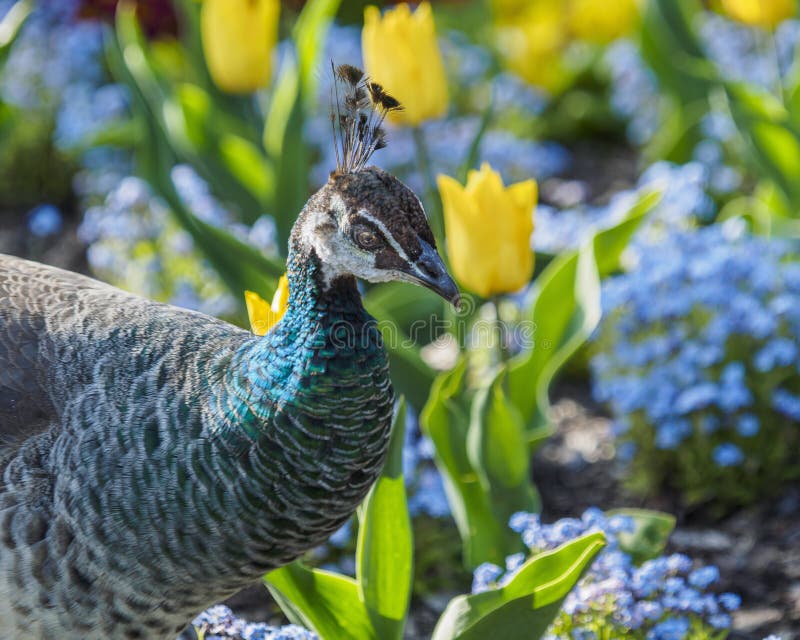 Pavoa No Canteiro De Flores Foto de Stock - Imagem de fêmea, pavoa ...