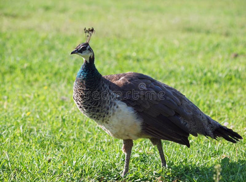 Pavoa Nova Em Um Gramado Verde Foto de Stock - Imagem de grama, pena ...