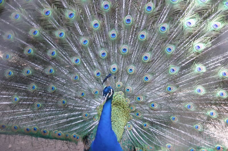 Pavone fotografia stock. Immagine di corrispondersi, pieno - 10736450