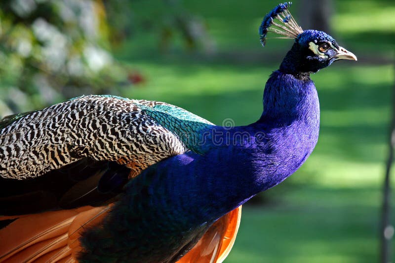 Pavone fotografia stock. Immagine di gufo, pavone, becco - 11517608