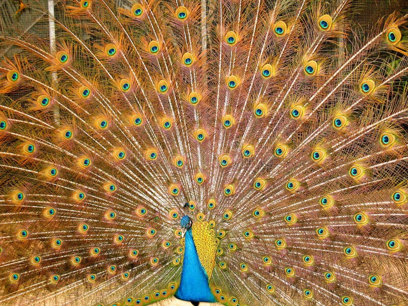 Pavone fotografia stock. Immagine di animale, bello, uccello - 15039076