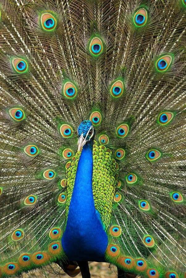 Colori del pavone fotografia stock. Immagine di becco - 4470842