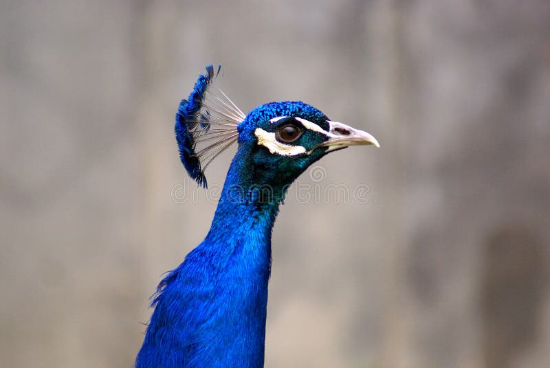 Profilo maschio del pavone immagine stock. Immagine di maschio - 31396321