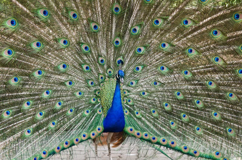 Pavone immagine stock. Immagine di descrittivo, fagiano - 27351545