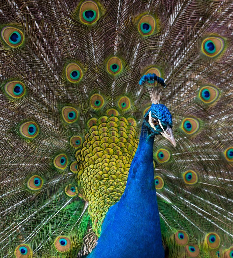 Colori del pavone fotografia stock. Immagine di becco - 4470842