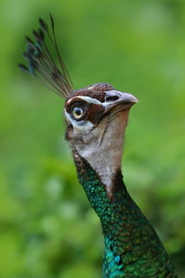 Pavone immagine stock. Immagine di maschio, verde, uccello - 33764889