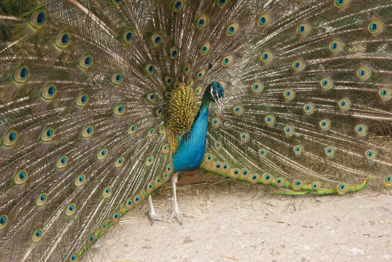 Pavone fotografia stock. Immagine di colorato, coda, protezione - 35158028