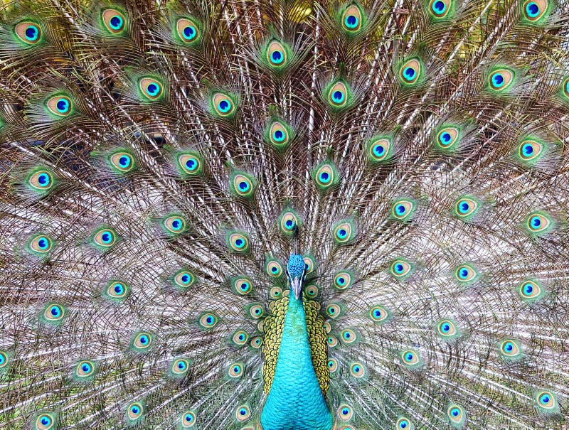 Coda del pavone immagine stock. Immagine di colore, luminoso - 39826819