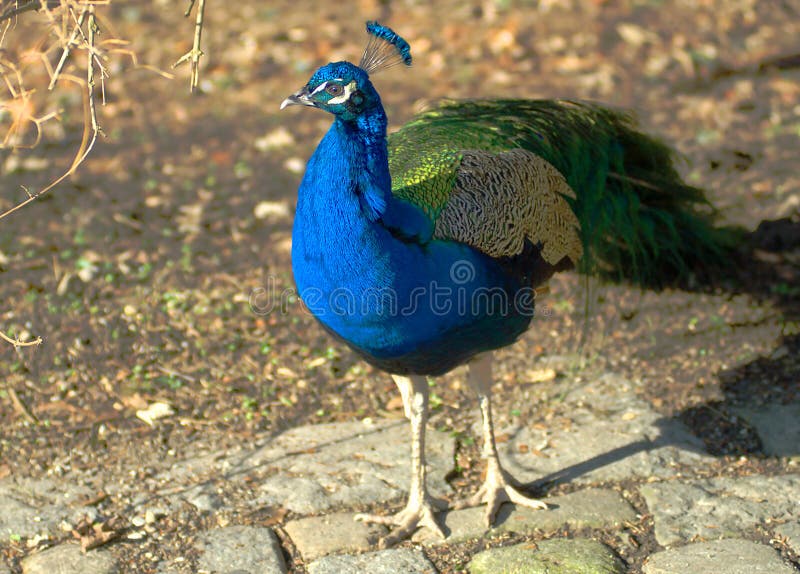 Pavone immagine stock. Immagine di pavone, colore, uccello - 4393073