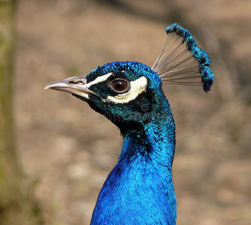 Pavone fotografia stock. Immagine di luminoso, uccello - 4693972
