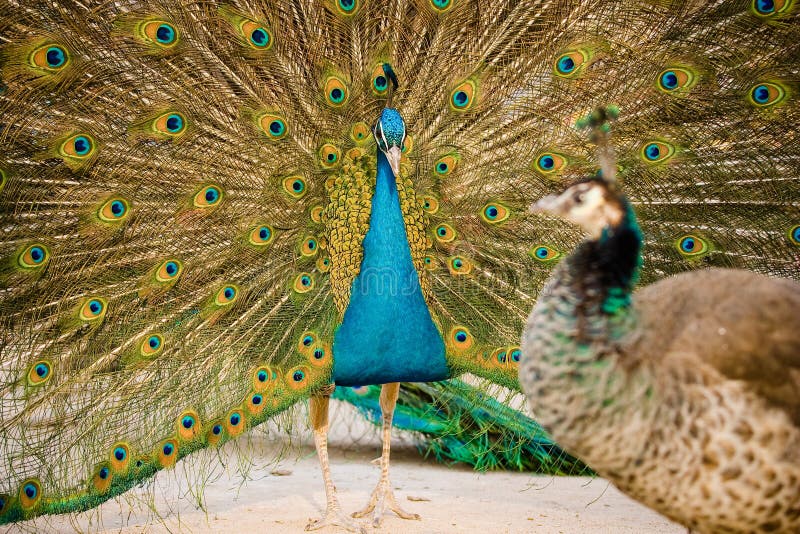 Coppie dei pavoni fotografia stock. Immagine di uccello - 20085560