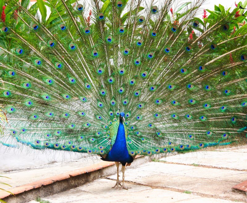 Pavone blu fotografia stock. Immagine di pavone, occhi - 2918476