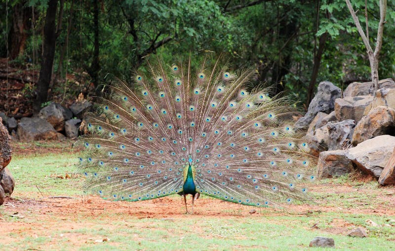 Pavone blu fotografia stock. Immagine di pavone, occhi - 2918476