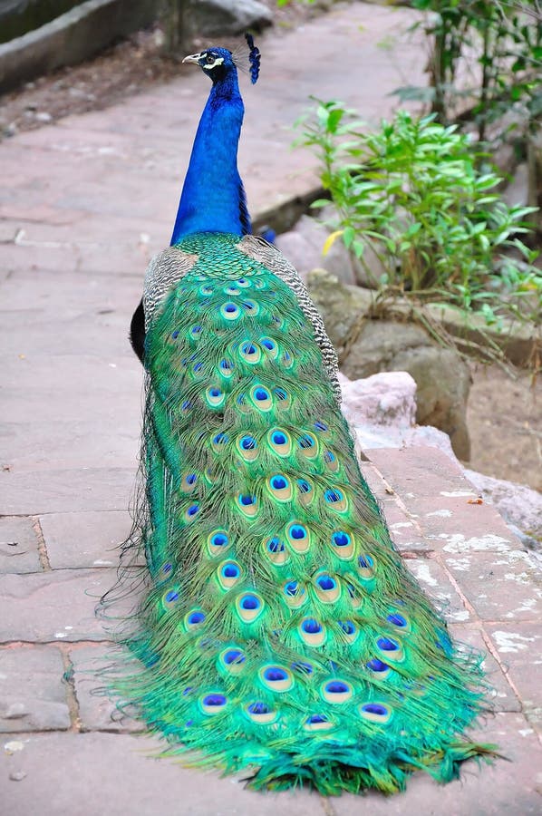 Pavone blu immagine stock. Immagine di colore, verde - 29764393