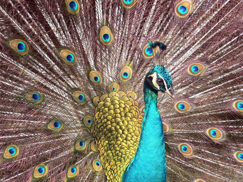 Pavone blu fotografia stock. Immagine di pavone, occhi - 2918476