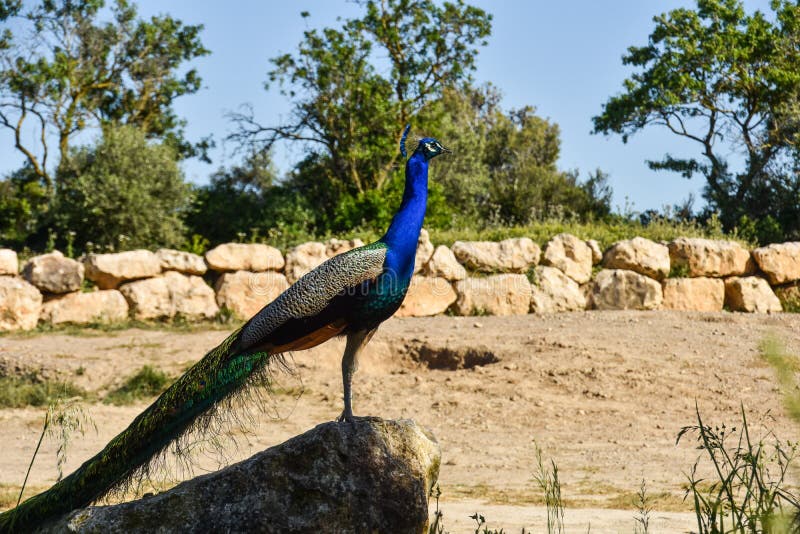 Pavone blu immagine stock. Immagine di uccelli, colorato - 91220907