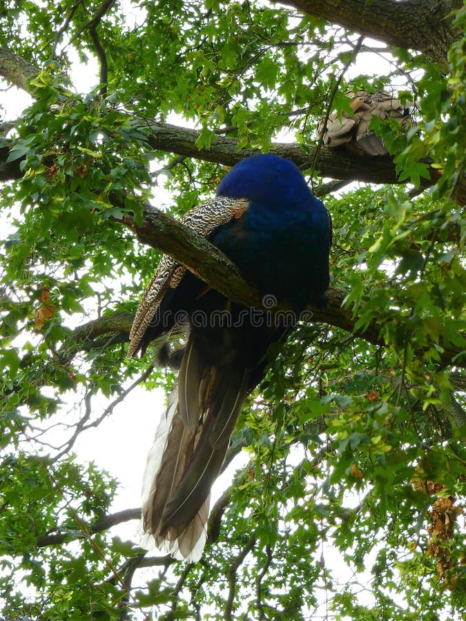 Pavone Blu Che Si Siede Sull'albero Immagine Stock - Immagine di bianco ...
