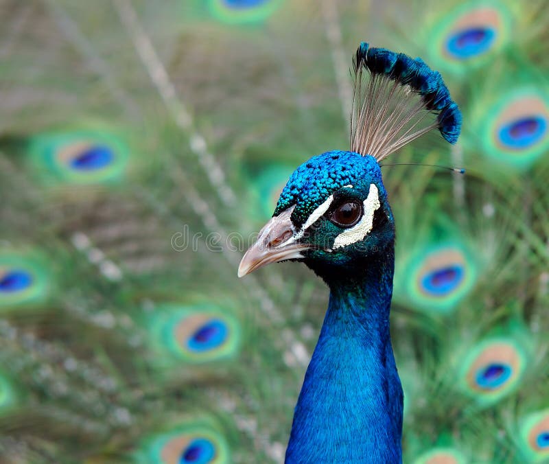 Pavone Blu Indiano - Pavo Cristatus Fotografia Stock - Immagine di ...