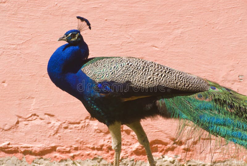 Pavone Blu Indiano (Pavo Cristatus) Immagine Stock - Immagine di fiero ...