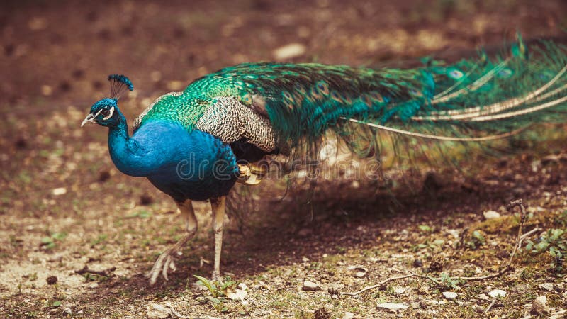 Pavone colorato fotografia stock. Immagine di verde, cerimonia - 54008902