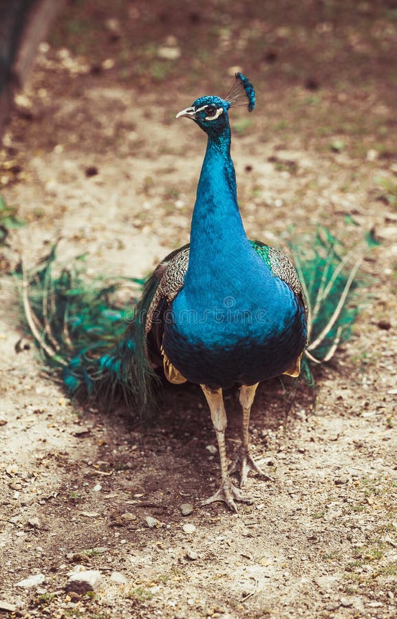 Pavone colorato immagine stock. Immagine di testa, giorno - 60896801