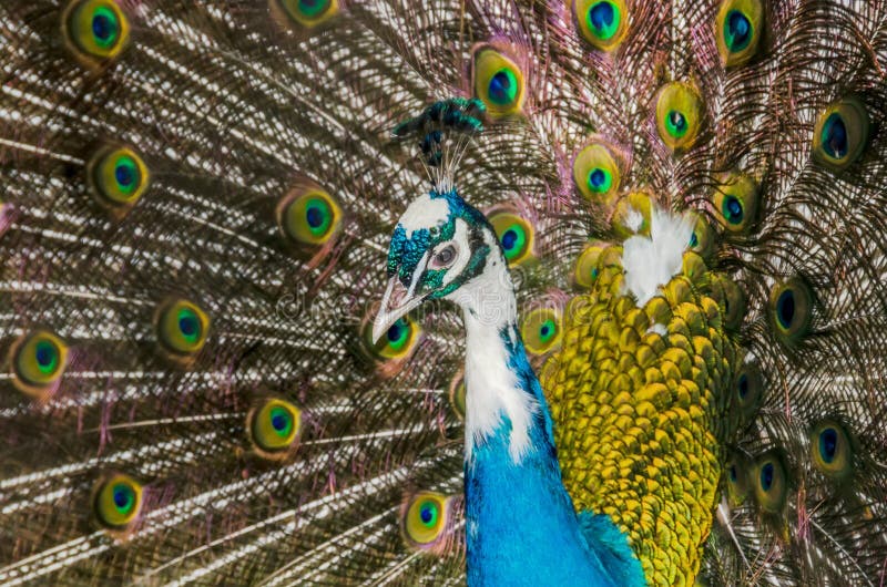 Pavone Con Le Piume Colorate Immagine Stock - Immagine di peacock ...