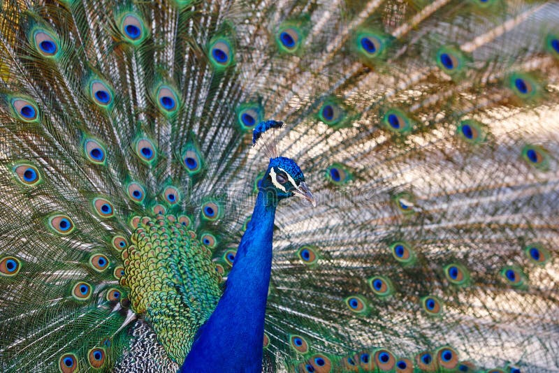 Pavone Con Le Piume Variopinte Di Diffusione Priorità Bassa Animale ...