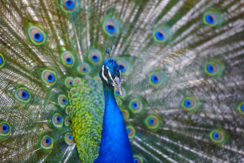 Pavone Con Le Piume Variopinte Di Diffusione Priorità Bassa Animale ...