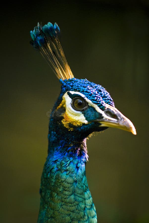 Pavone dell'azzurro reale fotografia stock. Immagine di pavone - 3793390