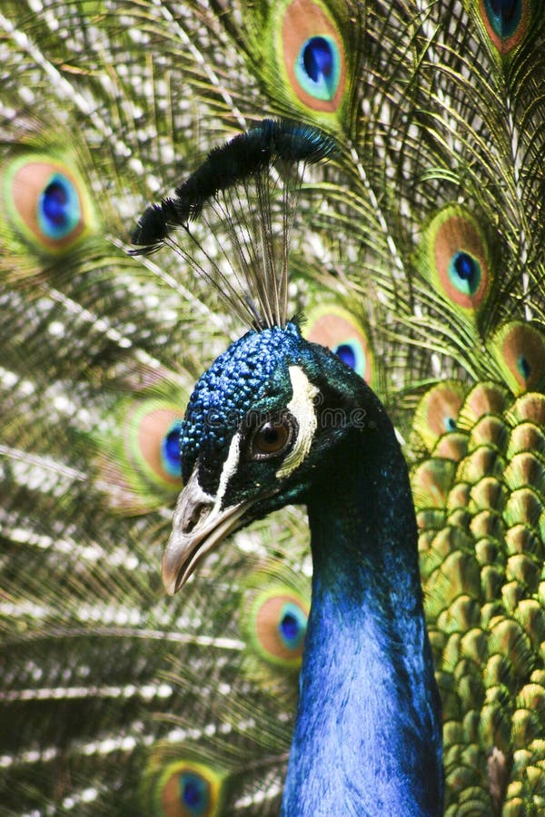 Pavone Dell'uccello Di Paradiso Immagine Stock - Immagine di elegante ...