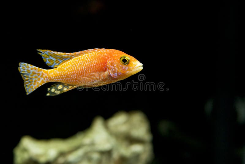 Pavone Della Fragola (Aulonocara) Immagine Stock - Immagine di bianco ...