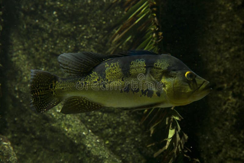 Cichla Ocellaris, Spigola Del Pavone Pesci Esotici in Acquario Immagine ...