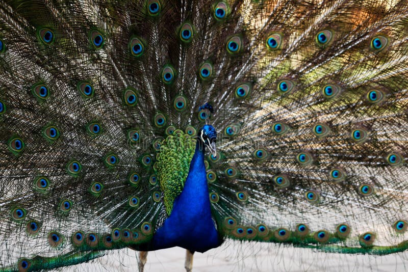 Il Pavone Blu Del Pavone Indiano Maschio O Il Cristatus Del Pavone Con ...