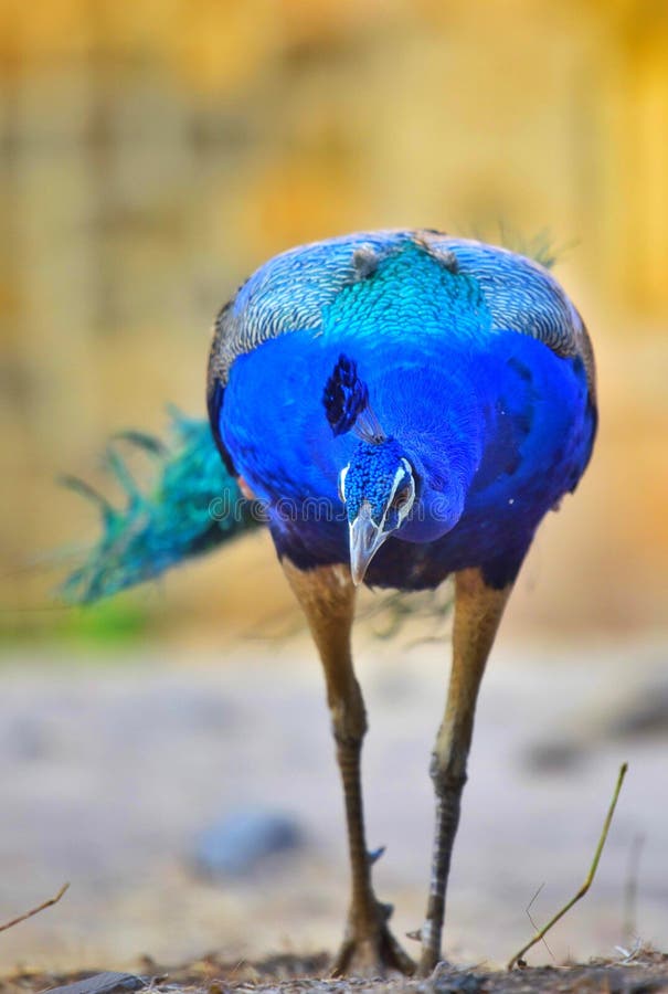 Pavone reale dell'uccello fotografia stock. Immagine di reale - 101159978