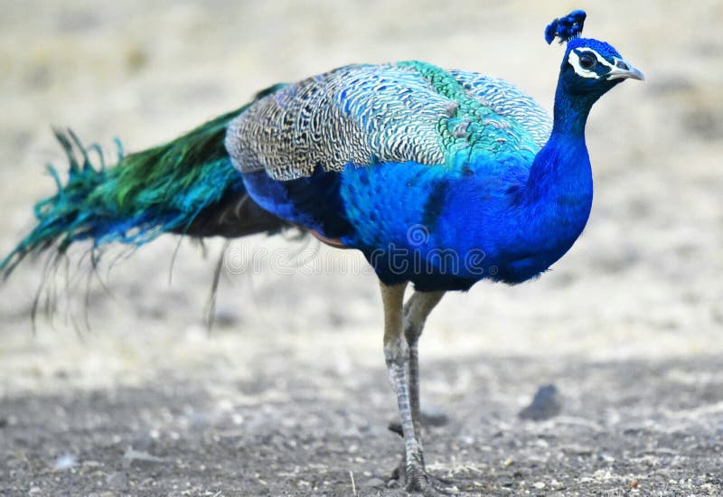 Pavone reale dell'uccello fotografia stock. Immagine di reale - 101159978