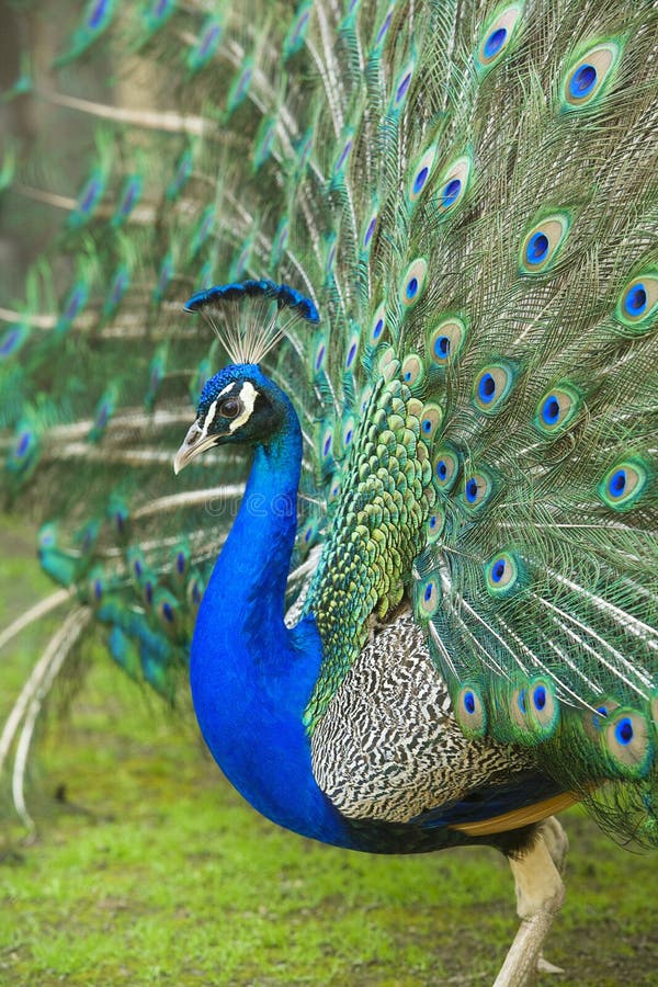 Pavone Maschio Con La Diffusione Delle Piume Di Coda Fotografia Stock ...