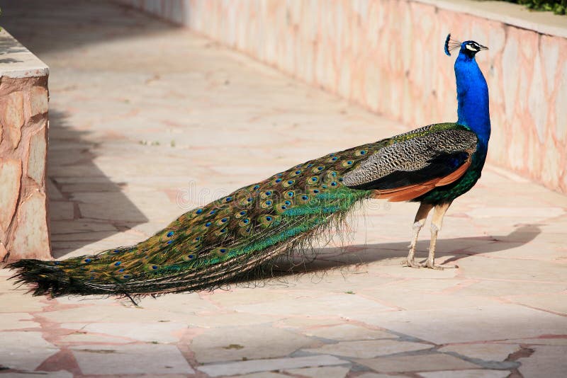 Pavone Maschio Sul Video Delle Piume Immagine Stock - Immagine di sole ...