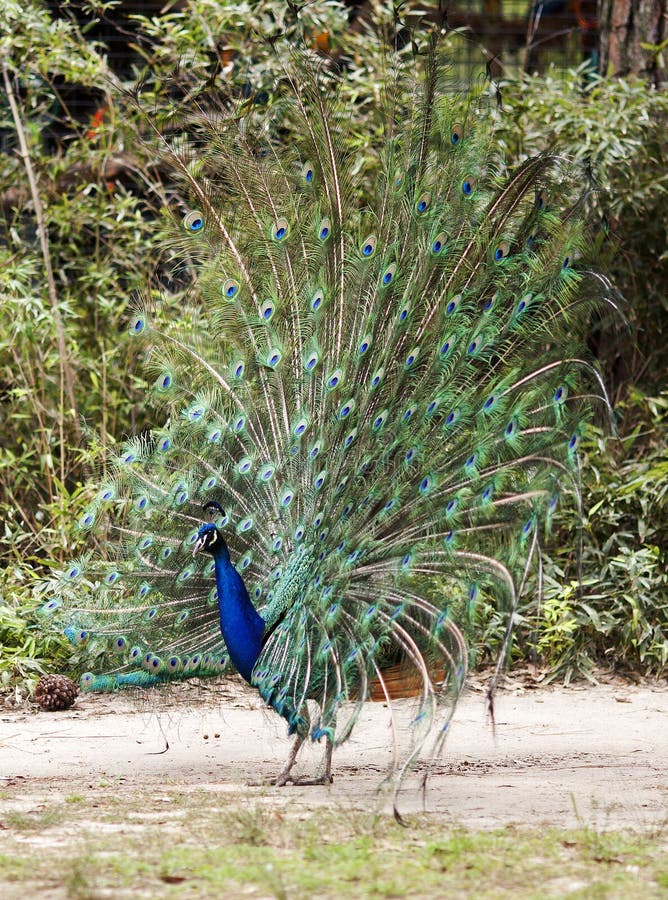Esposizione Accoppiamento Di Un Pavone Maschio Blu E Verde Fotografia ...