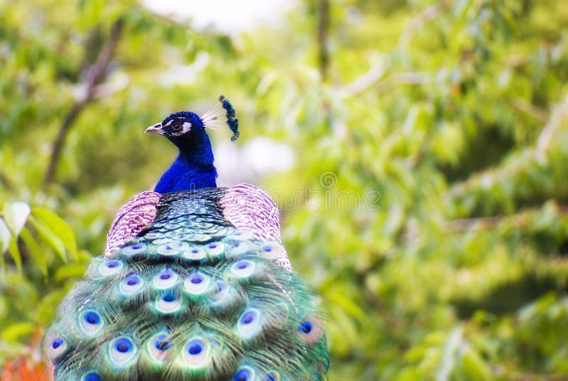 Pavone, uccello reale fotografia stock. Immagine di corona - 78882936