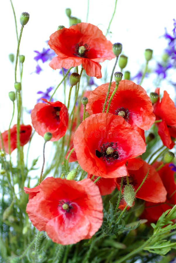 Pavots Rouges Et Blancs 03 De Paix Photo stock - Image du pavots ...