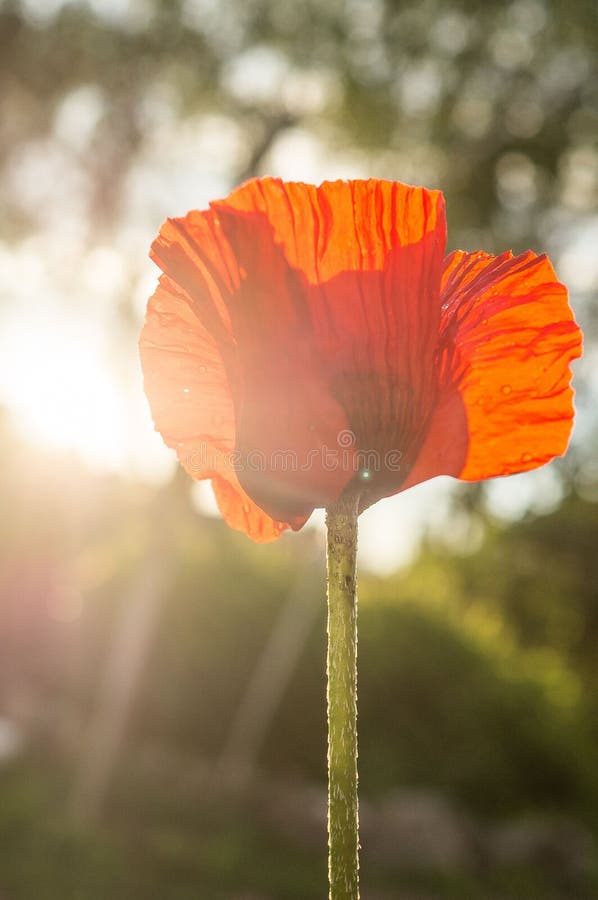 Pavot rouge annuel photo stock. Image du vertical, pavot - 96415018