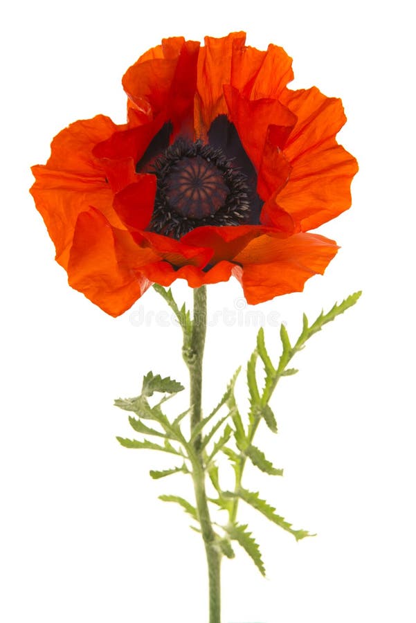 Pavot Rouge De Floraison Sur Un Fond Noir Dans Une Image Verticale ...