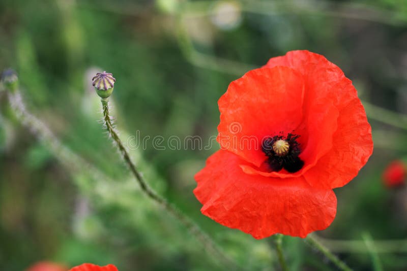 Pavot Rouge Simple En Fleur Image stock - Image du horizontal, rural ...