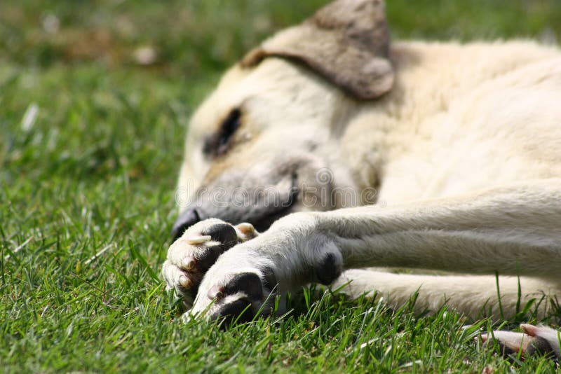 Paw stock photo. Image of pedigreed, cute, look, yellow - 22776754