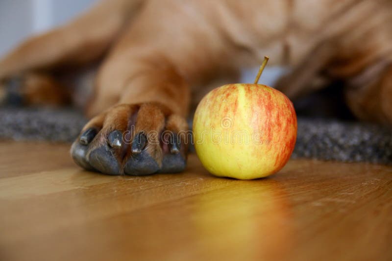 Paw and apple editorial stock photo. Image of close, comparison - 44987228