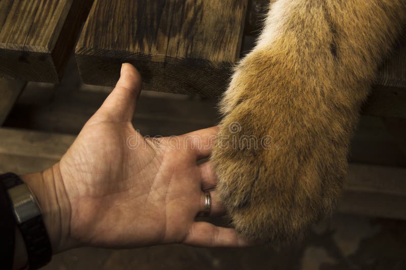 Paw of a bengal tiger stock photo. Image of white, mammal - 82679452