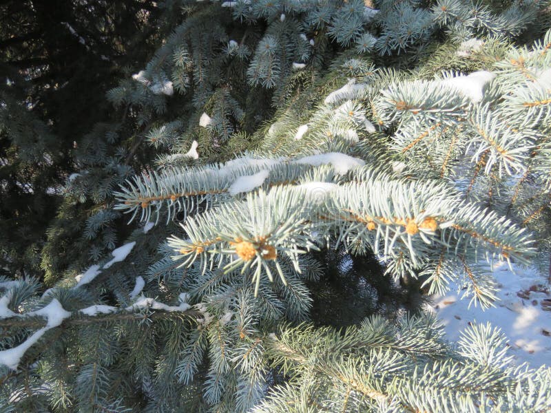 Paw of Blue Spruce in the Snow Stock Image - Image of tree, winter ...
