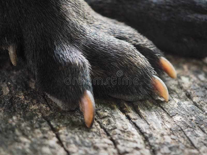 Paw of a Dog. Black Fur, Long Claws Stock Photo - Image of wood, long ...