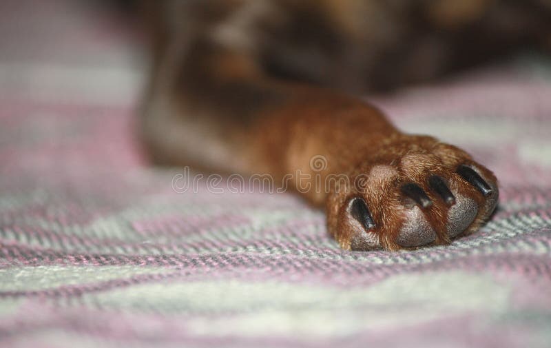 Paw dog closeup stock image. Image of closeup, claws - 57542447